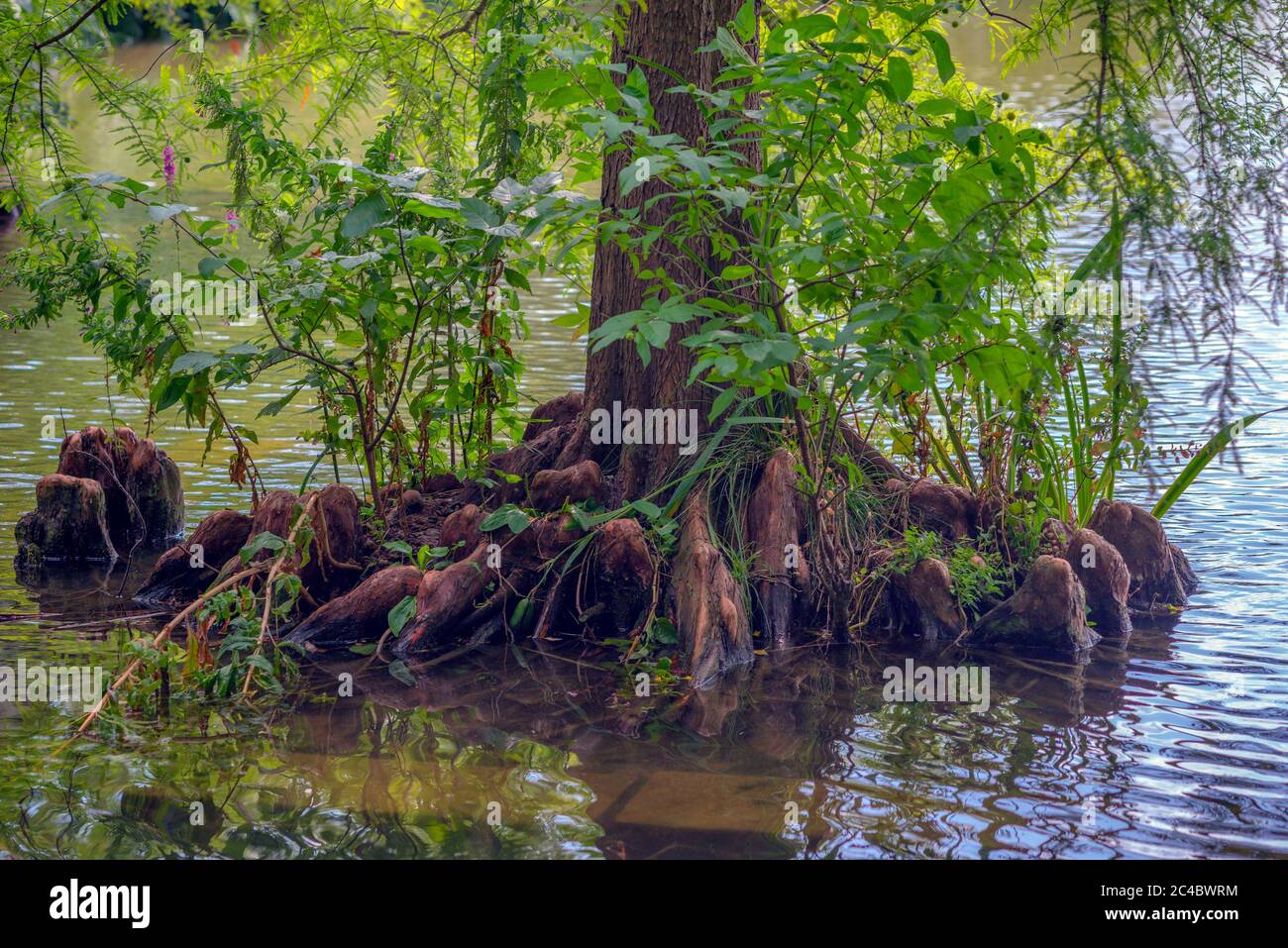 Bald cypress tidewater red cypress hi-res stock photography and images ...