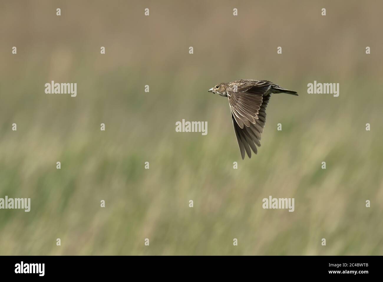 black lark (Melanocorypha yeltoniensis), Adult female flying over ...