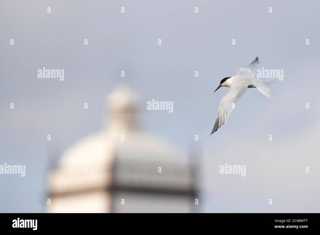 roseate tern (Sterna dougallii), in flight, side view, Portugal, Azores ...
