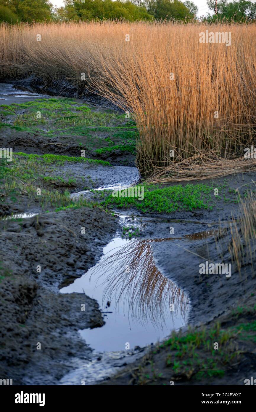 dried-out freshwater mud flat at the flood plain forest nature reserve ...