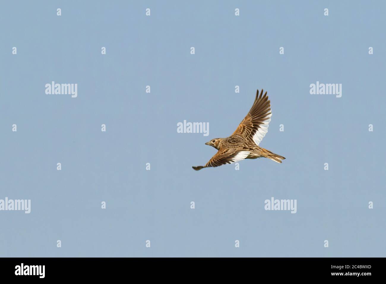 white-winged lark (Alauda leucoptera, Melanocorypha leucoptera), Adult ...
