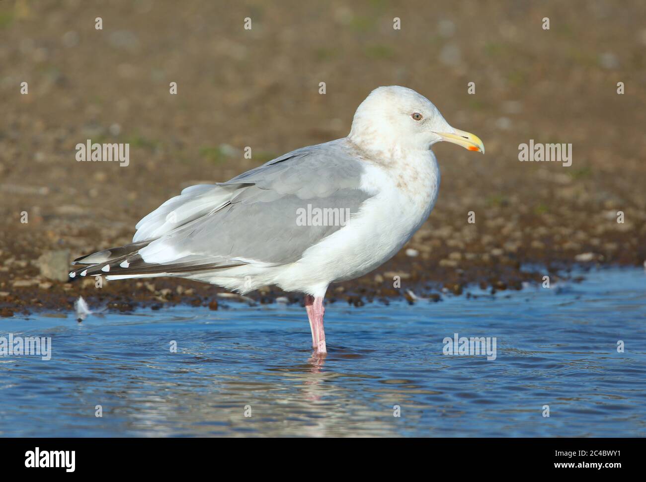 Thayer's gull (Larus thayeri), standing in shallow water, side view ...