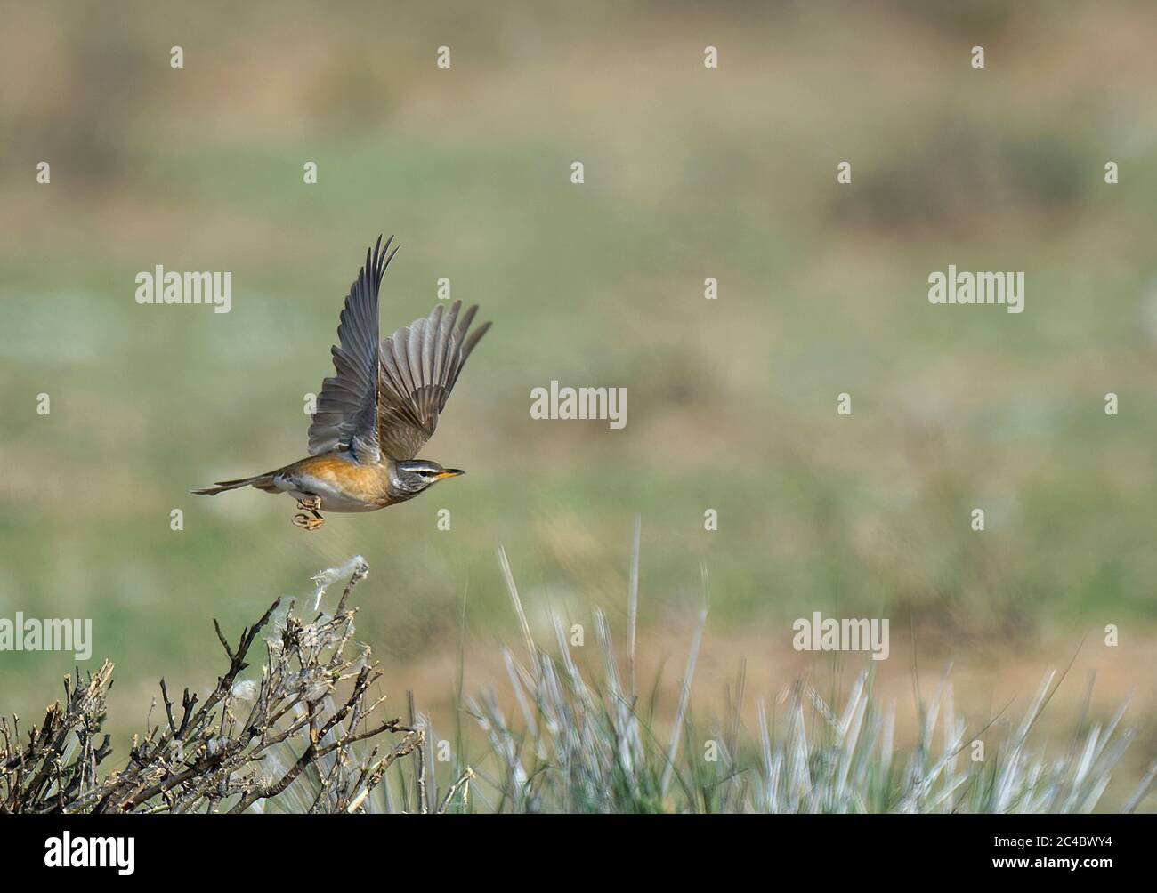 Eye browed thrush hi-res stock photography and images - Alamy