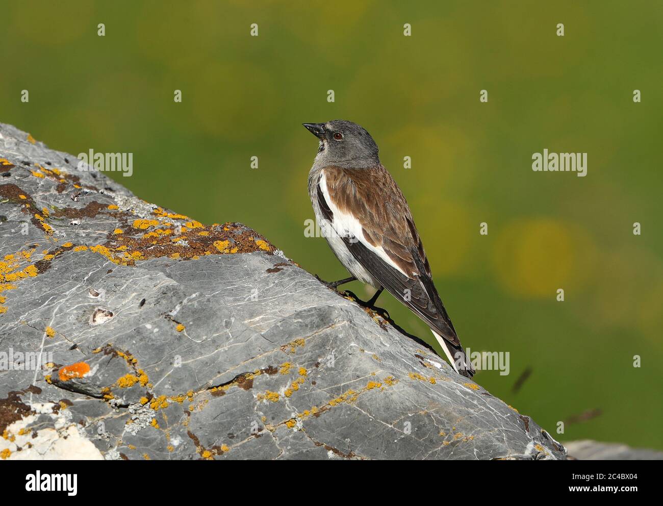 white-winged snow finch (Montifringilla nivalis), male perching on a ...
