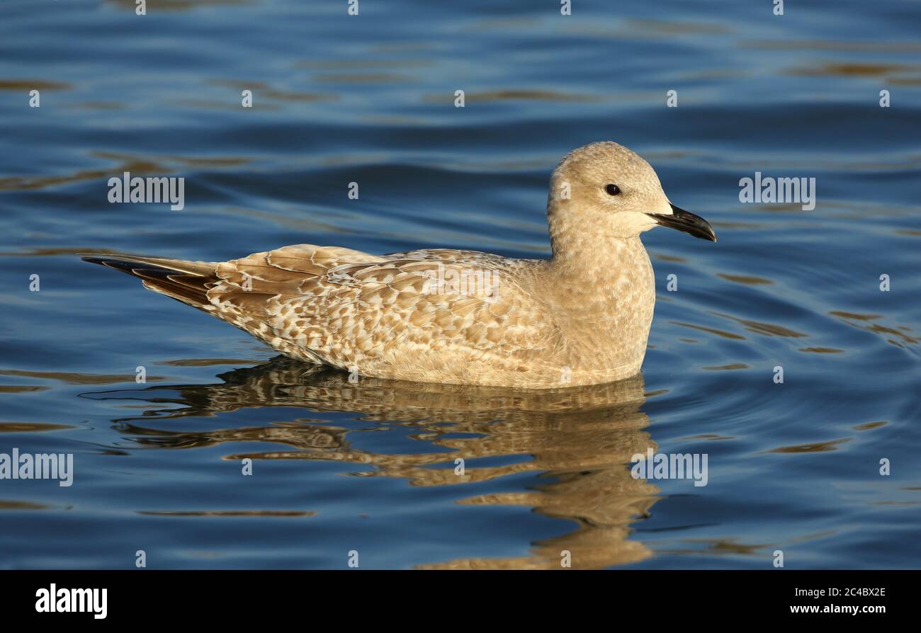 Thayer's gull (Larus thayeri), swimming young bird, side view, USA ...