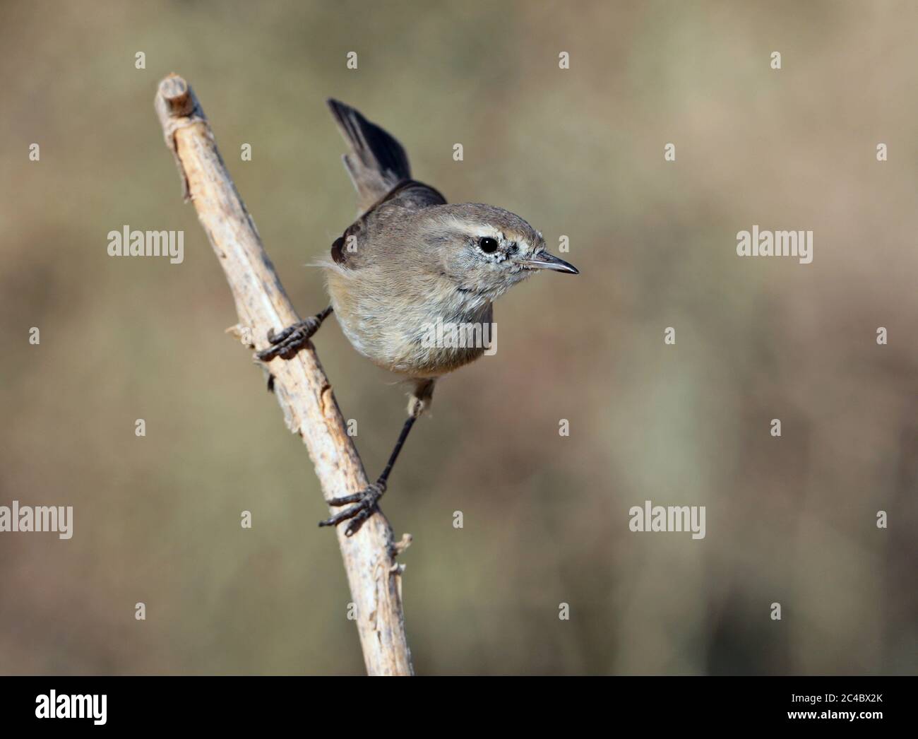 plain willow warbler (Phylloscopus neglectus), perching on a dead ...
