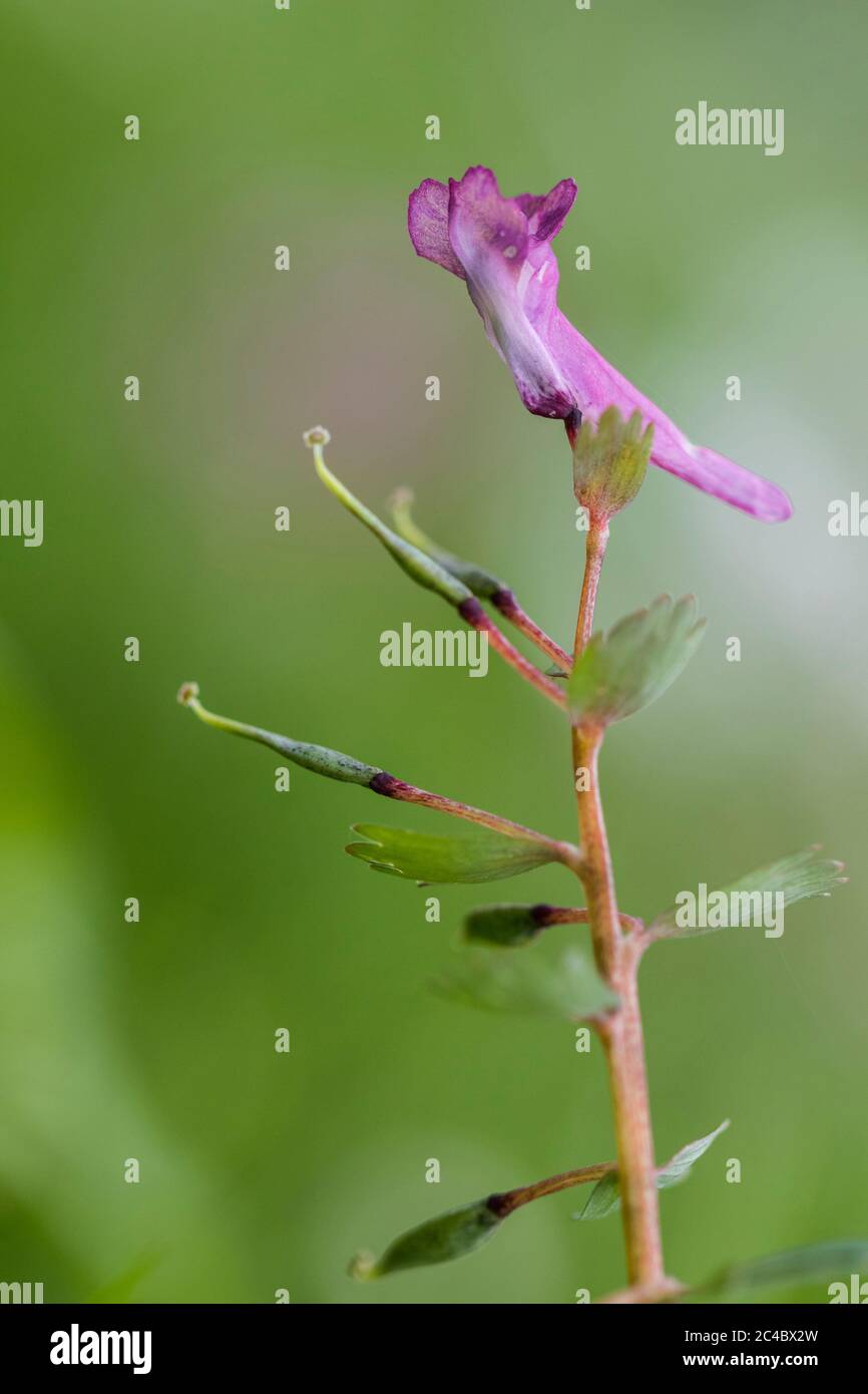 bulbous corydalis, fumewort (Corydalis cava, Corydalis bulbosa), flower ...