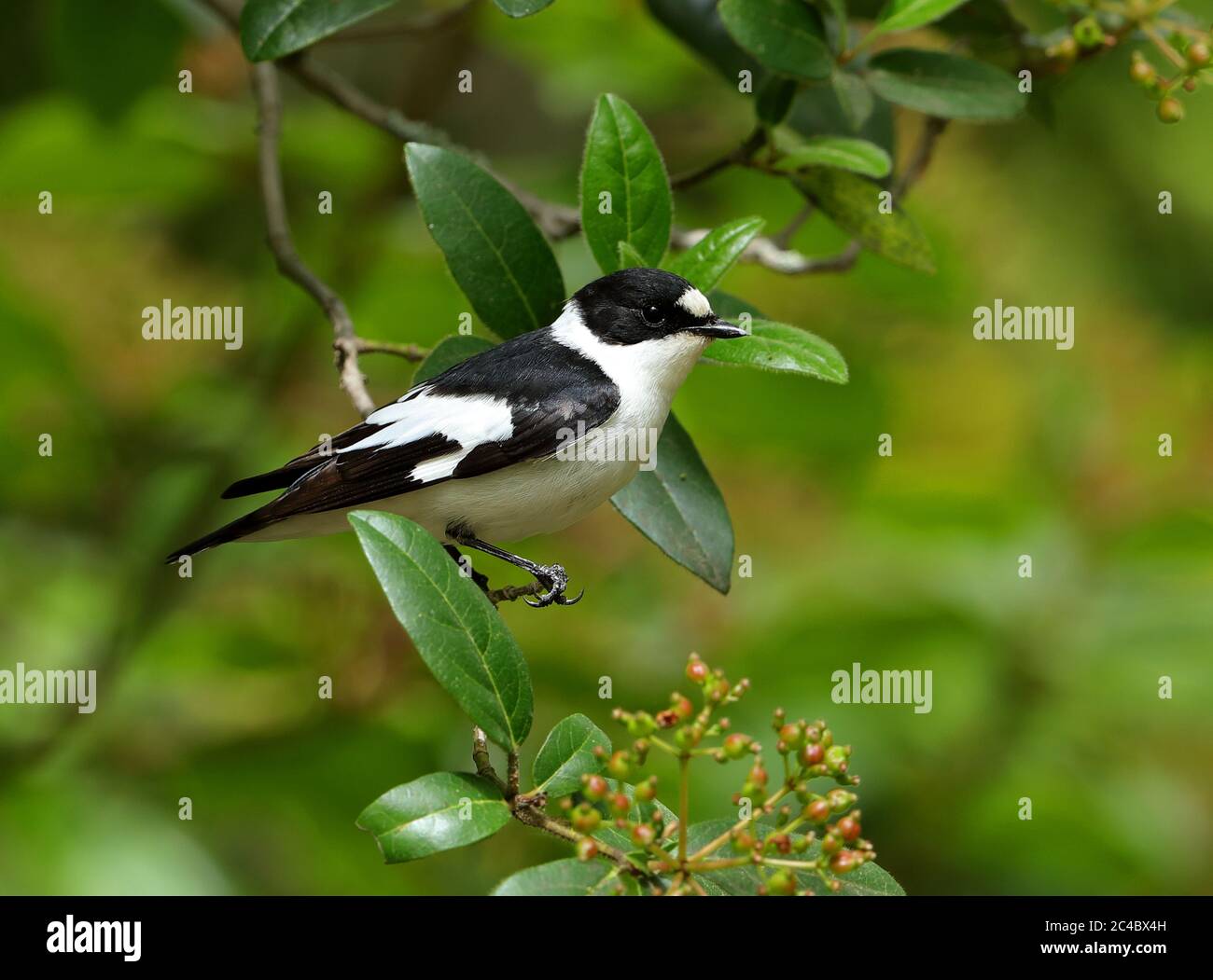 collared flycatcher (Ficedula albicollis), male perching in a bush ...