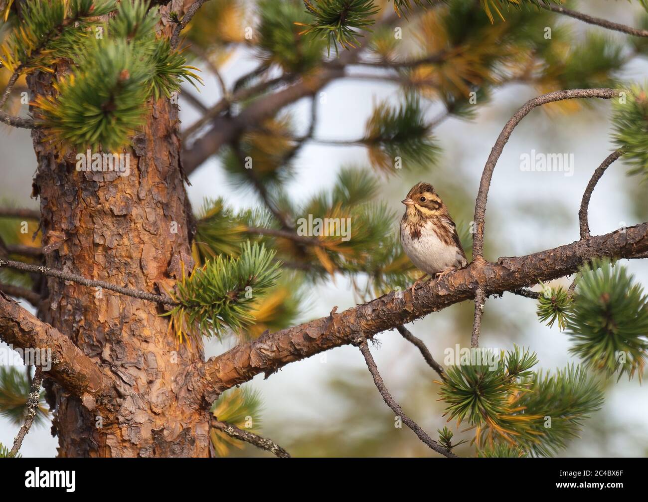 rustic bunting (Emberiza rustica, Emberiza rustica rustica), juvenile ...