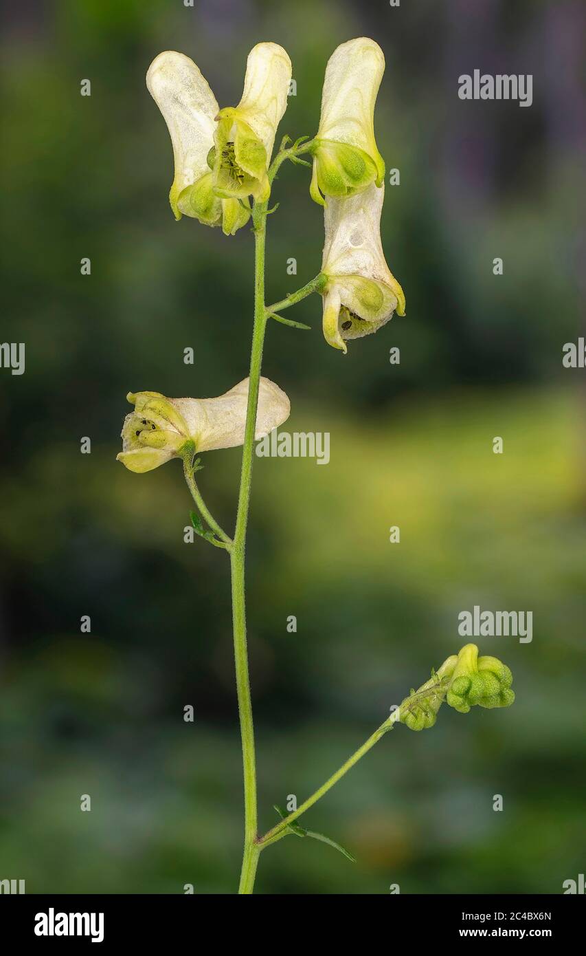 Wolfs bane hi-res stock photography and images - Alamy