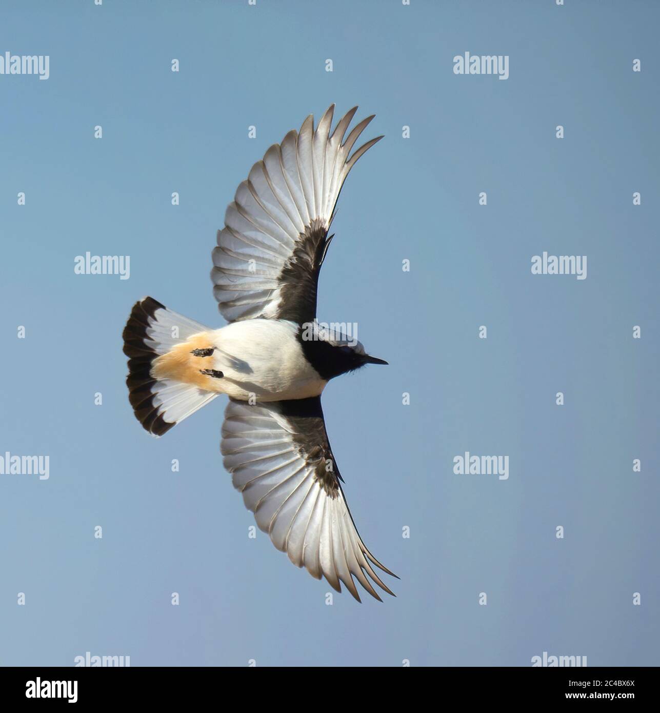 Wheatear flight hi-res stock photography and images - Alamy