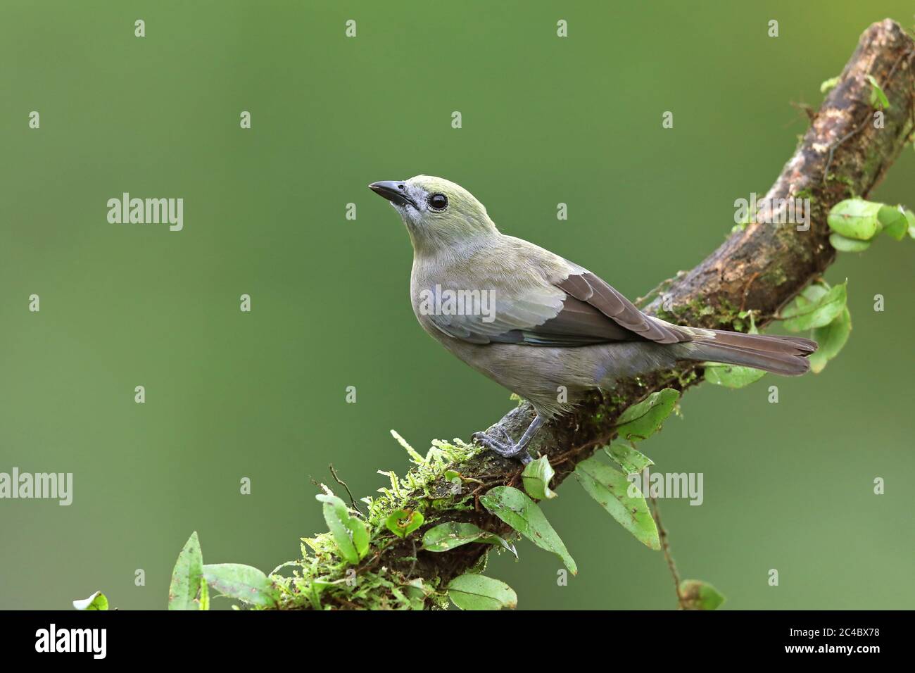 palm tanager (Thraupis palmarum), perching on a branch, side view ...