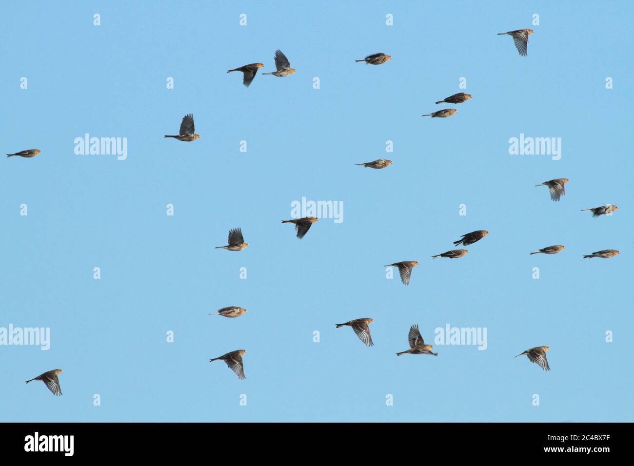 Twite flock hi-res stock photography and images - Alamy