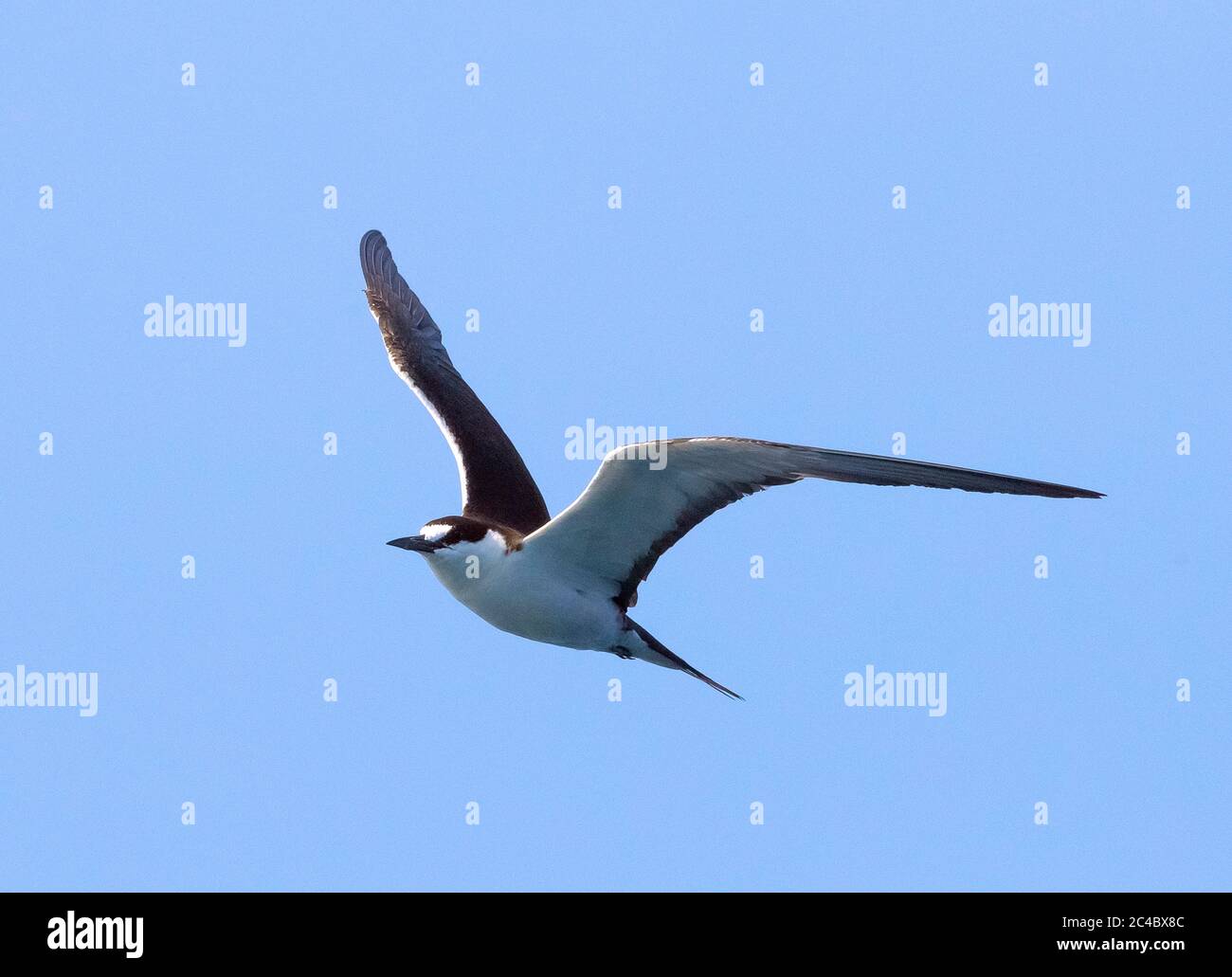 sooty tern (Sterna fuscata, Onychoprion fuscatus), in flight, side view ...