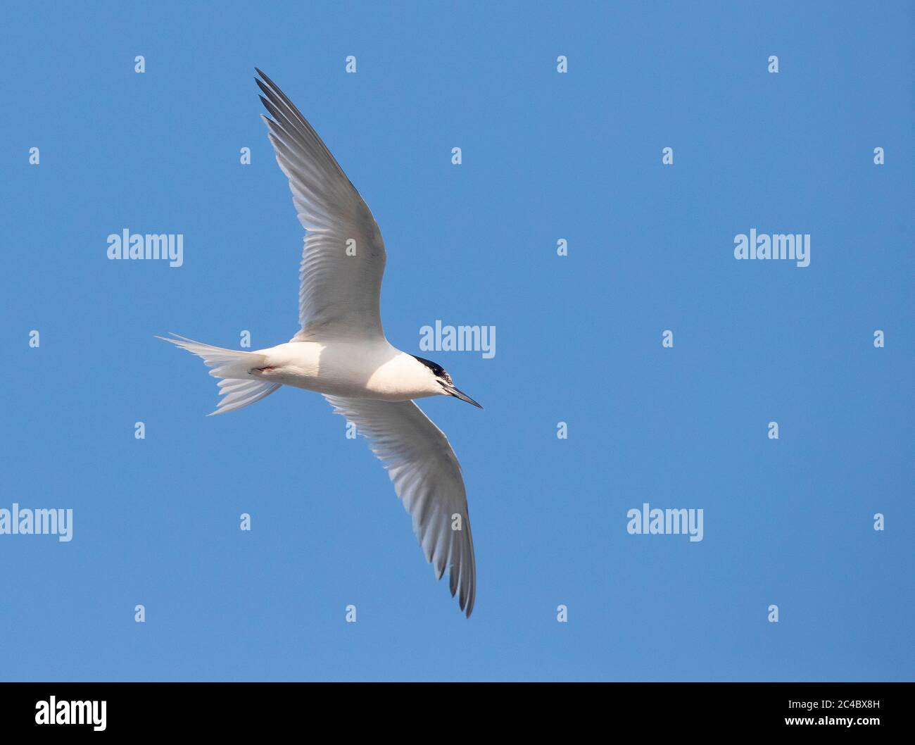 roseate tern (Sterna dougallii), in soaring flight, view from below ...