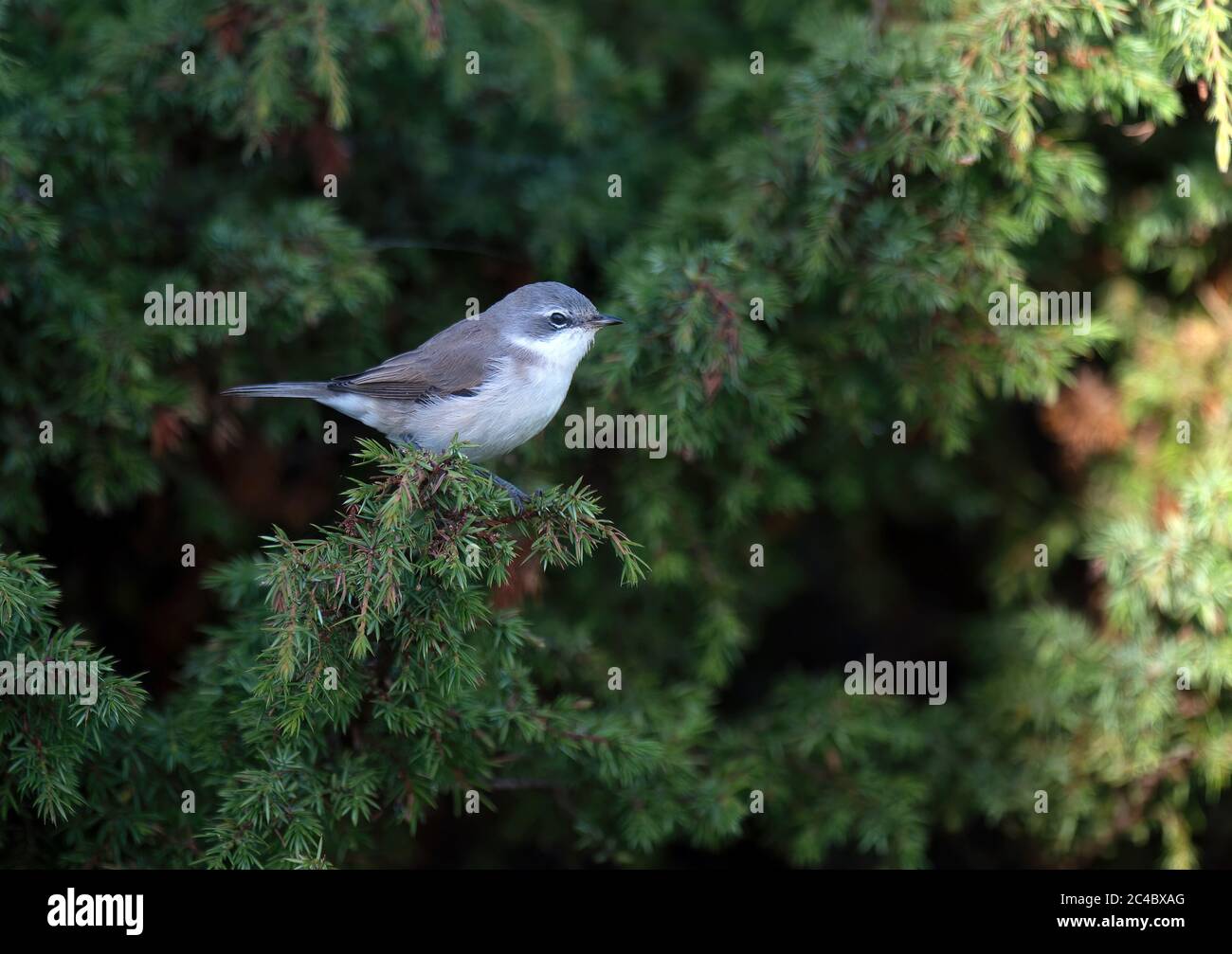 Lesser whitethroat (Sylvia curruca), Adult in a juniper bush, Finland ...