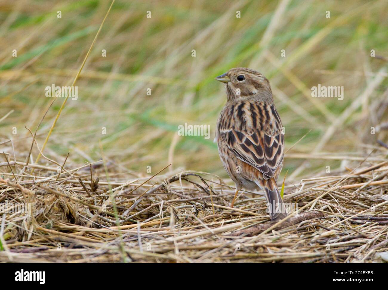 Wilhelminadorp hi-res stock photography and images - Alamy