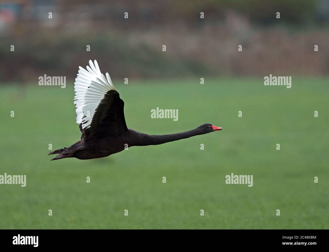 black swan (Cygnus atratus), in flight, side view, Netherlands Stock ...