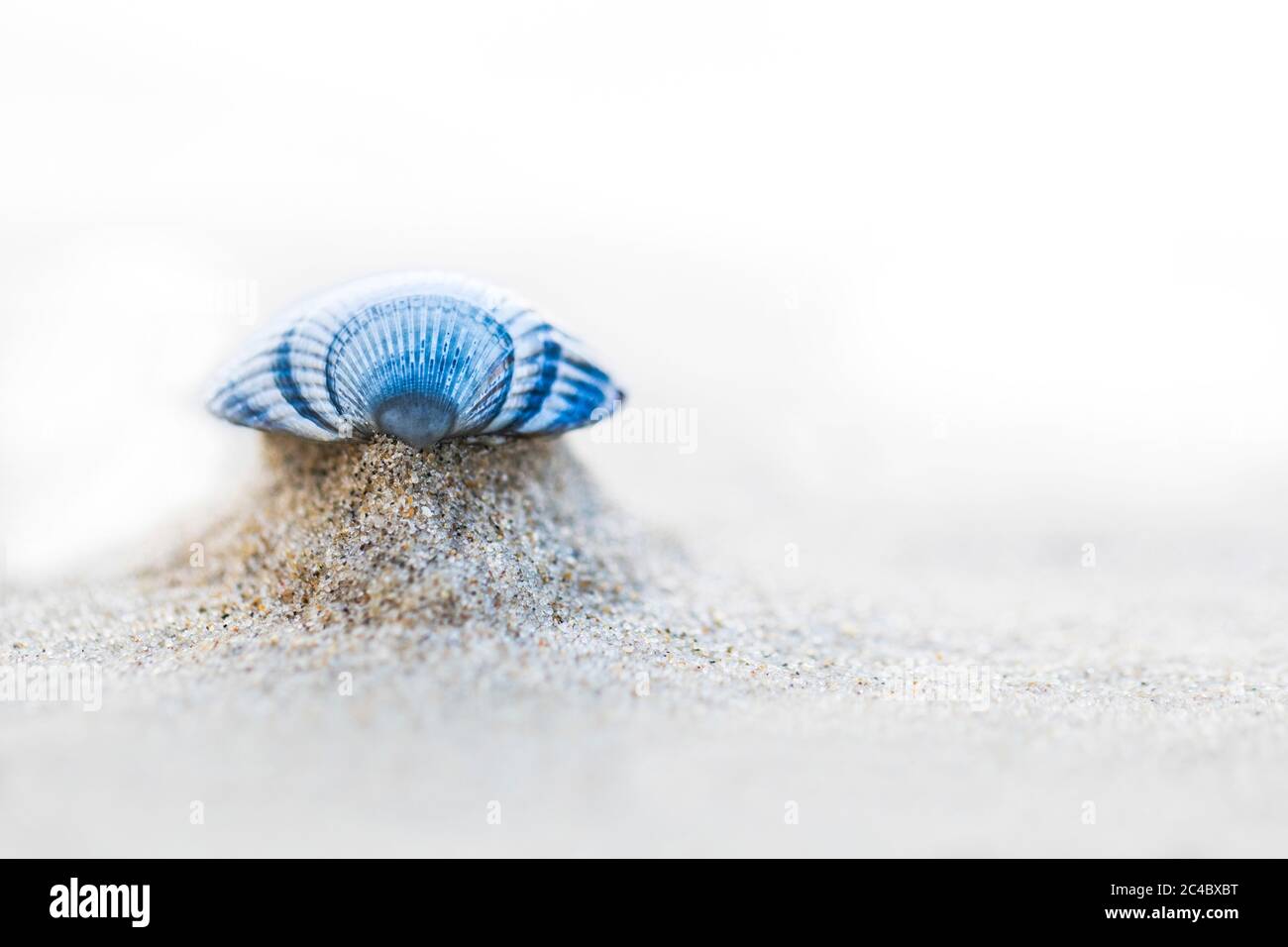 common cockle, common European cockle, edible cockle (Cardium edule ...
