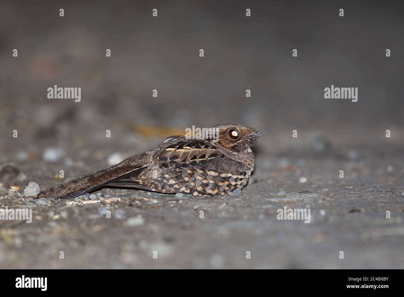 Common birds of costa rica hi-res stock photography and images - Alamy
