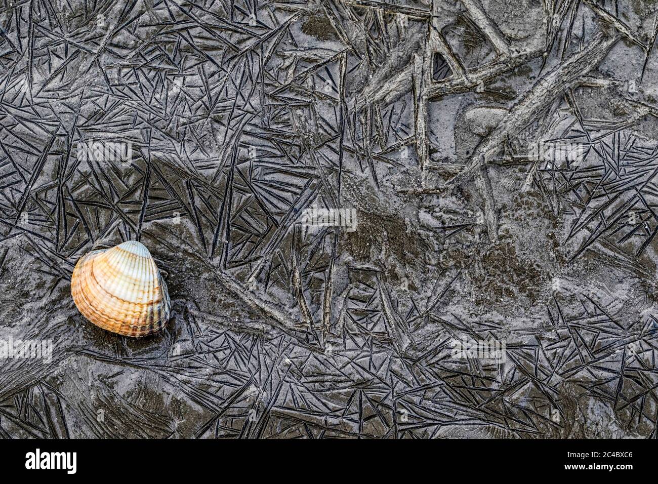 Common cockles cerastoderma edule cardium hi-res stock photography and ...
