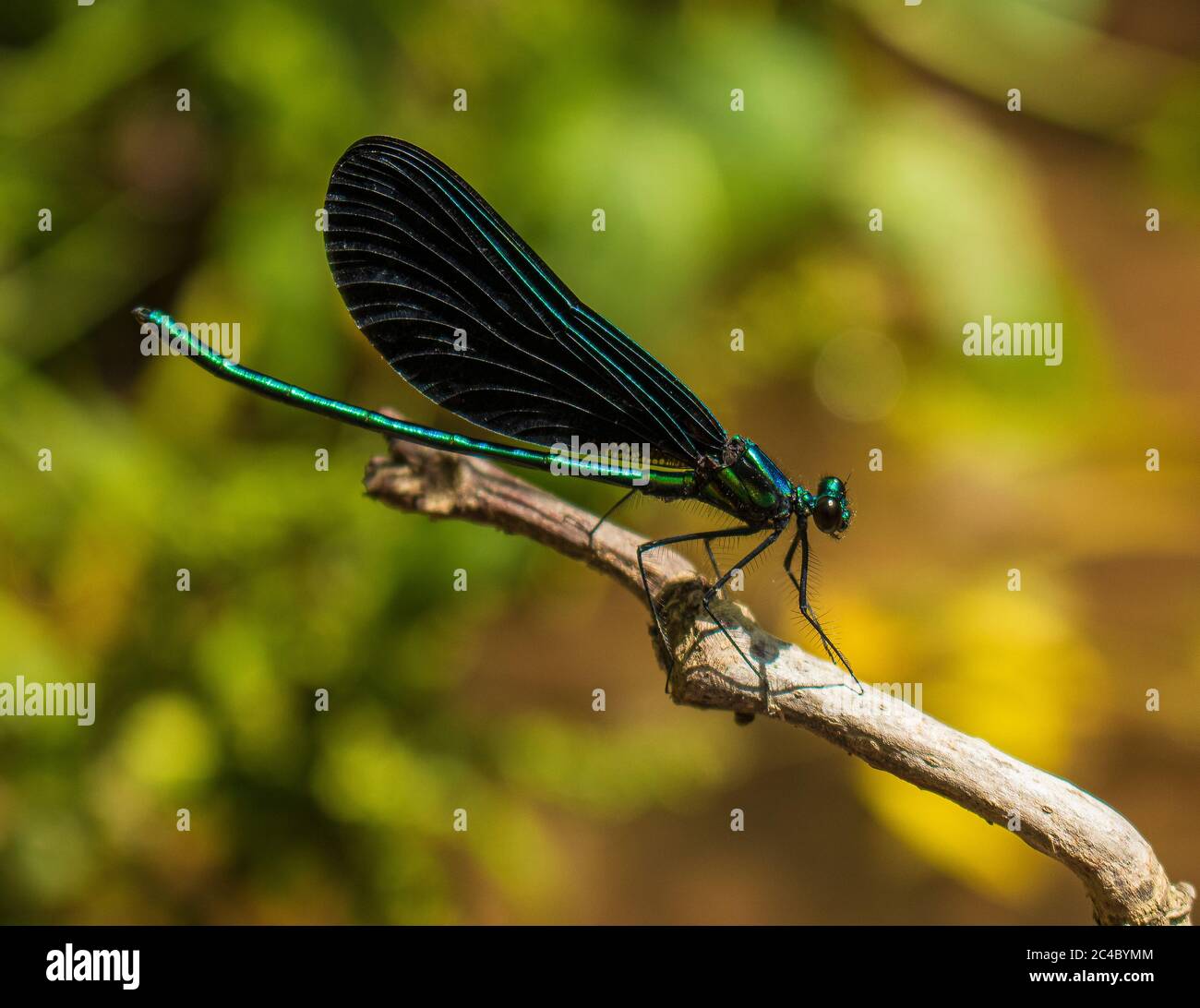 A damselfly, Zygoptera, sitting on a Branch During Spring with a lush ...