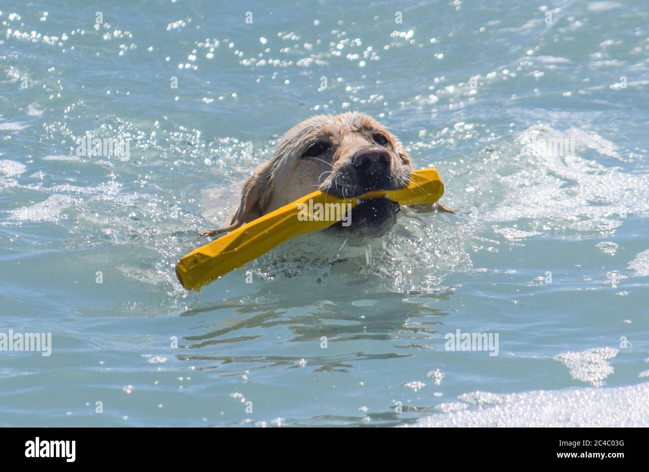 Golden Labrador, Vault Beach 140520 Stock Photo - Alamy