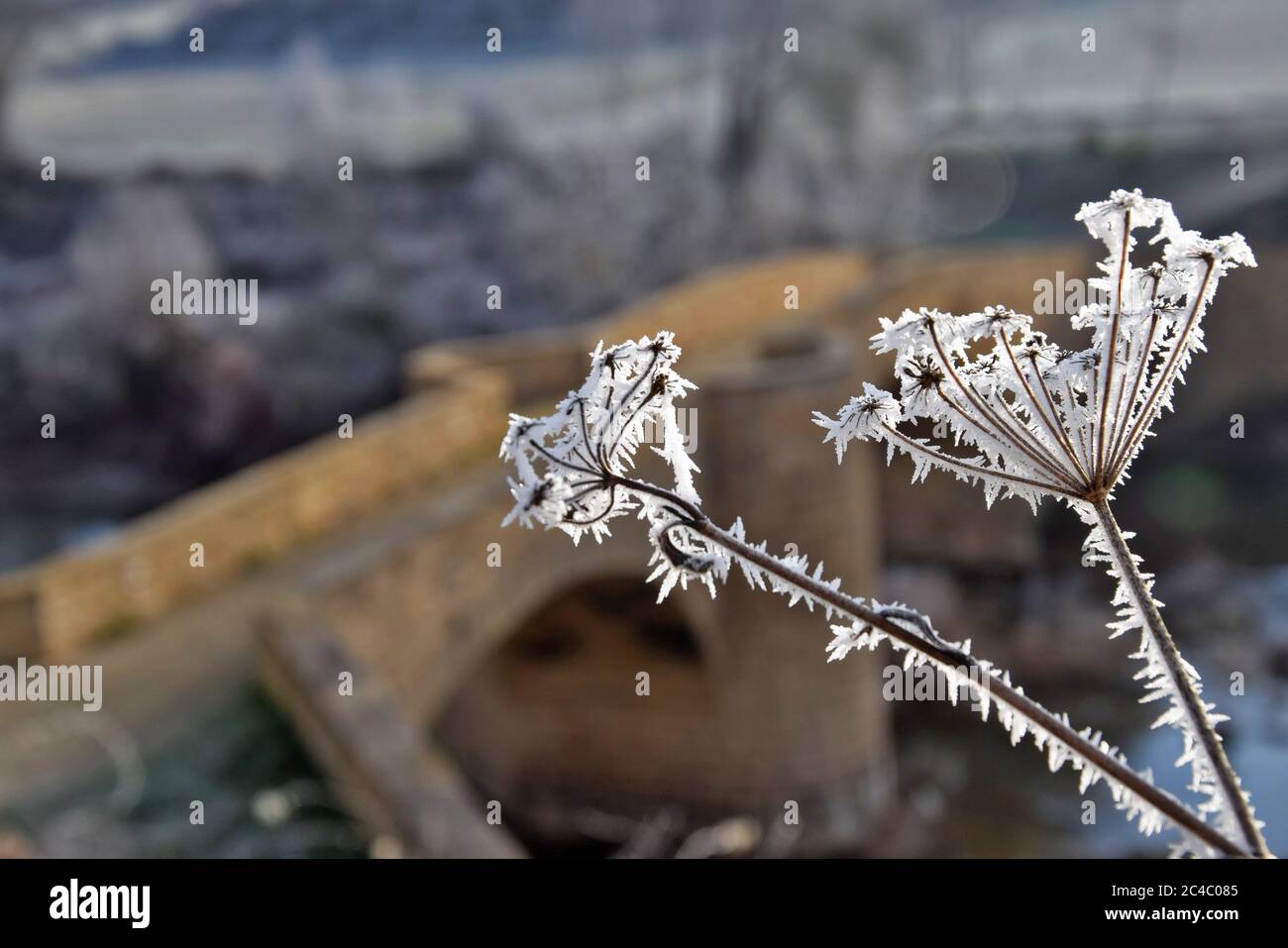 Branches of a tree with frost in winter Stock Photo - Alamy