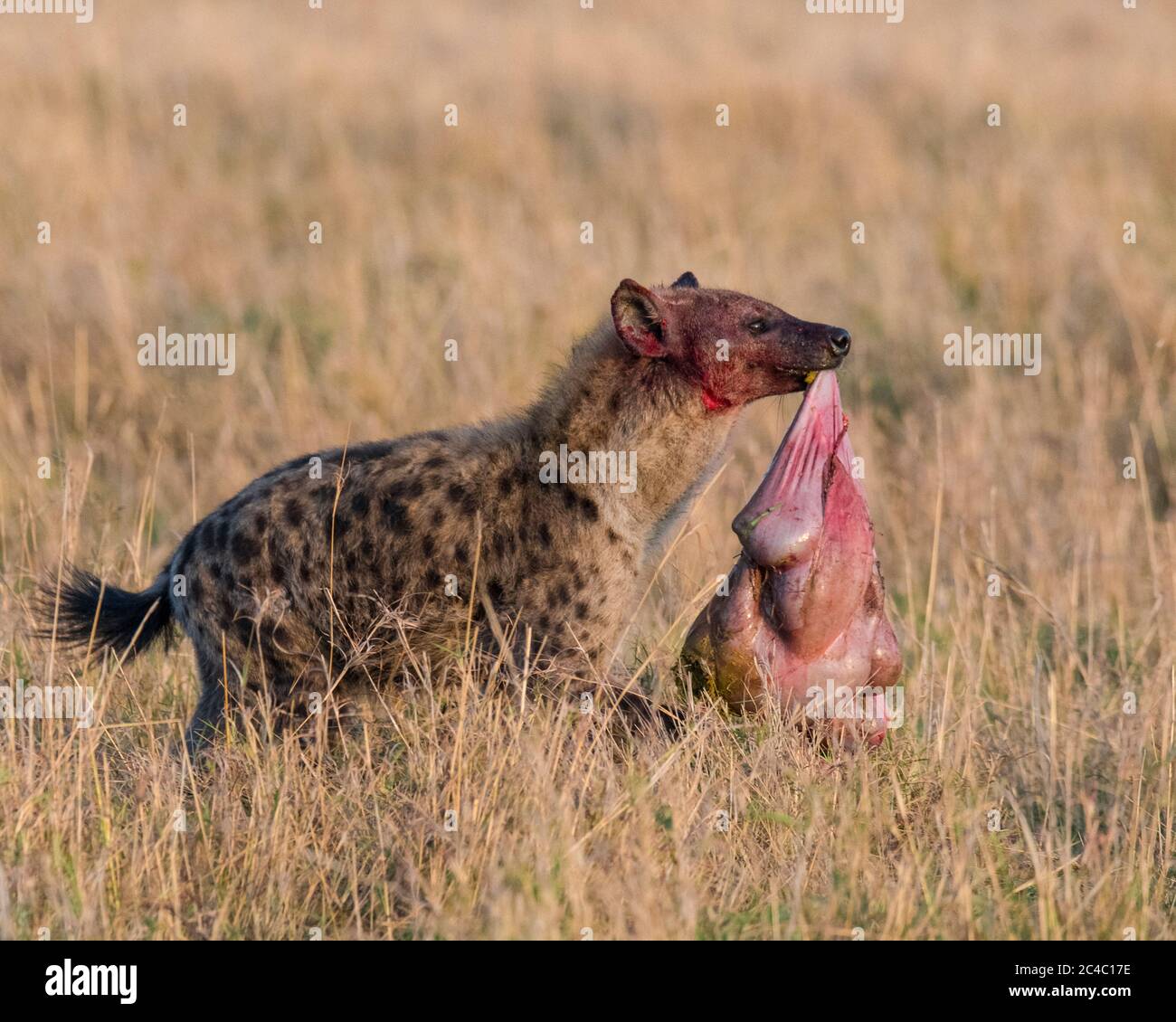 spotted hyena, or laughing hyena, Crocuta crocuta, feeding on blue ...