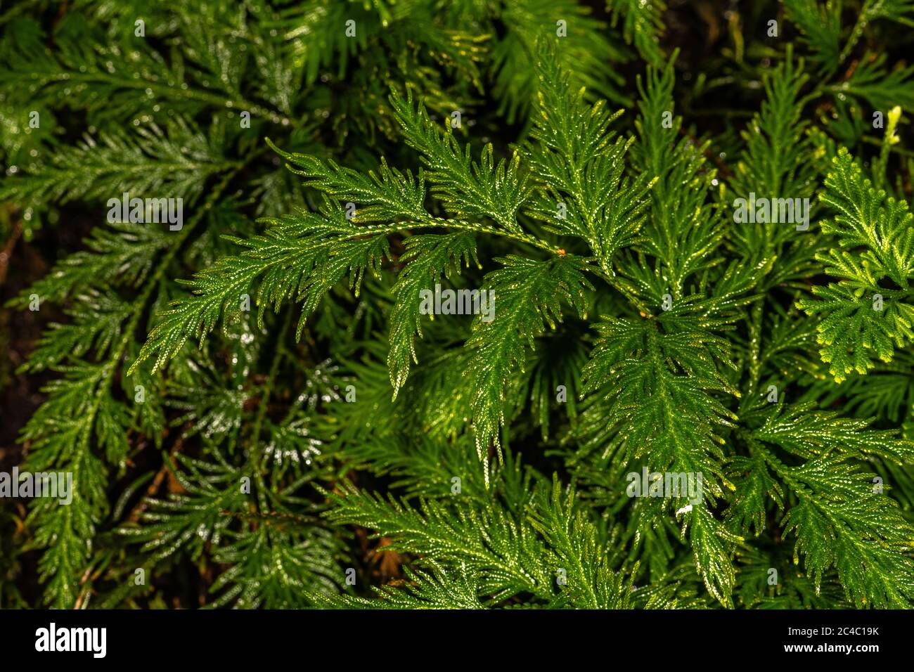 Spikemoss (Selaginella pulcherrima Stock Photo - Alamy