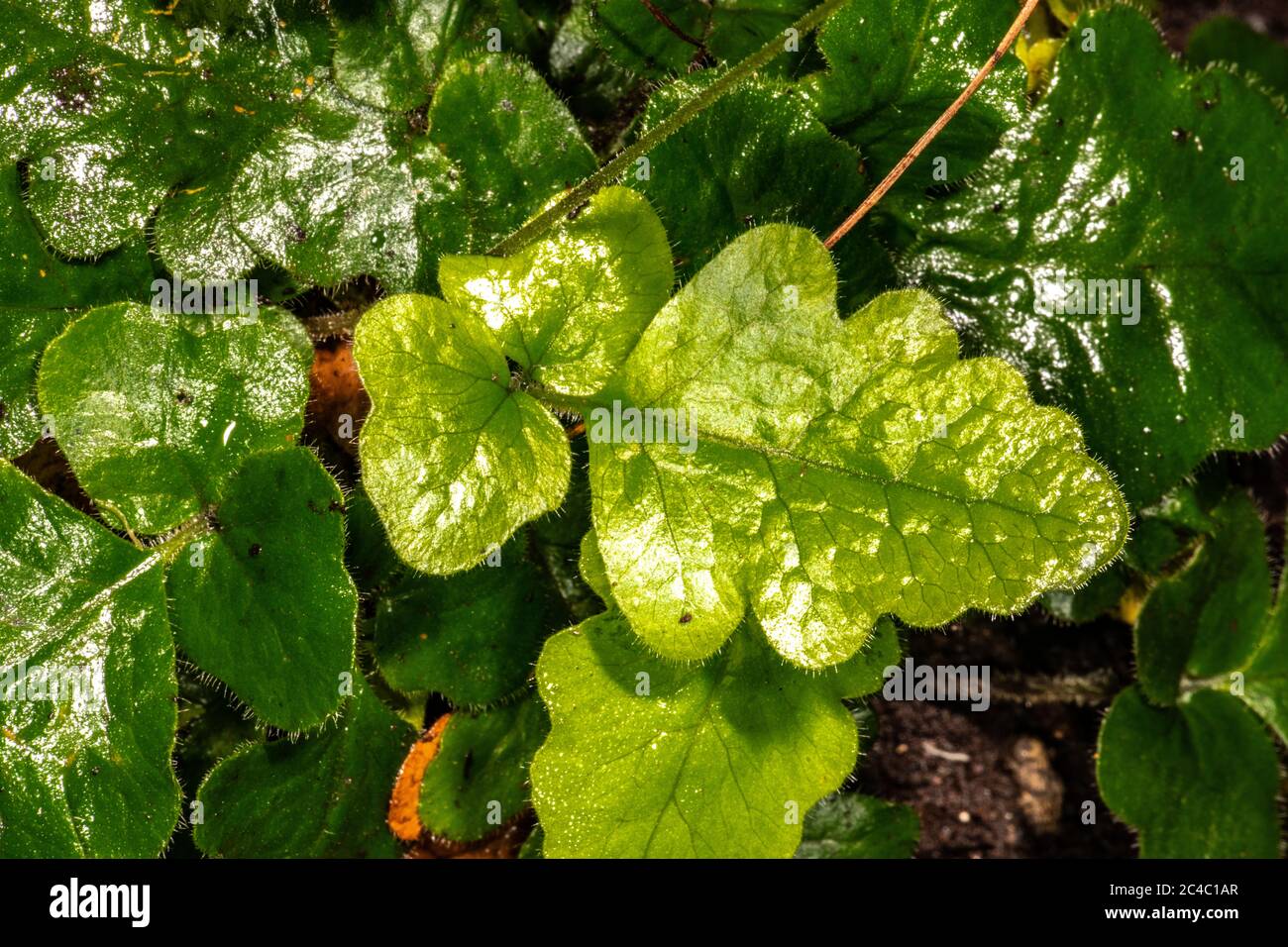 Oak Leaf Fern (Tectaria zeilanica Stock Photo - Alamy