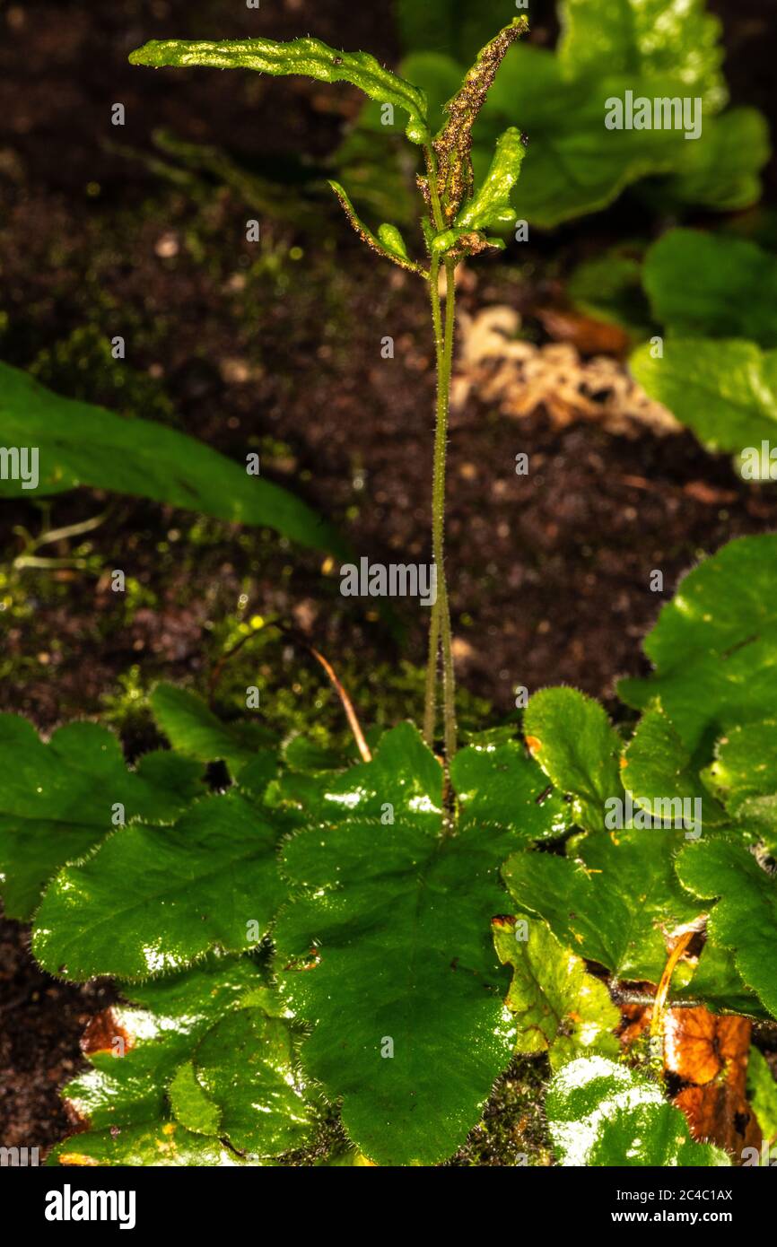 Tectaria hi-res stock photography and images - Alamy