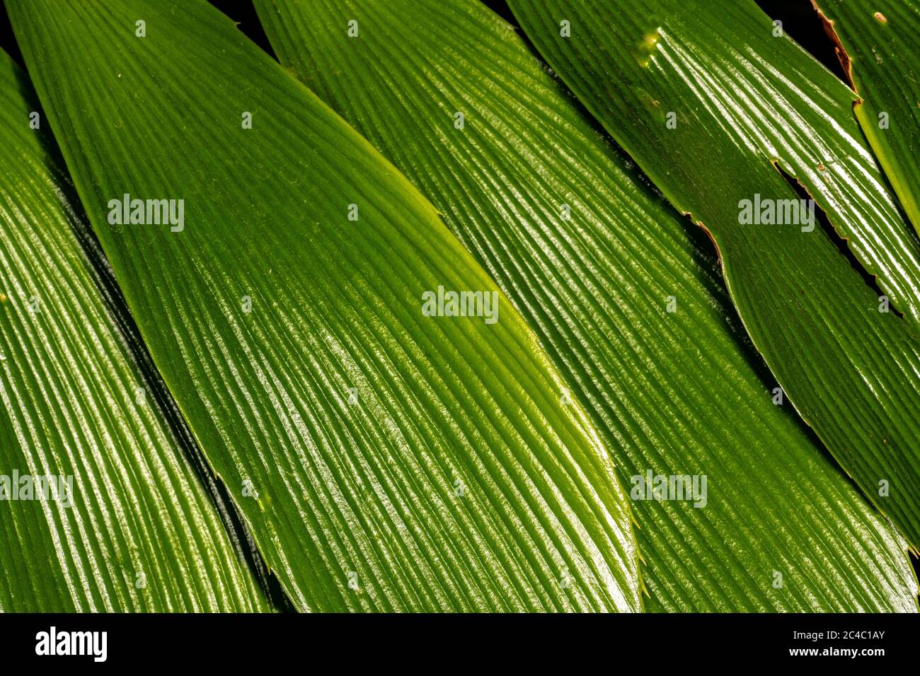 Zamia Leaves (Zamia neurophyllidia Stock Photo - Alamy