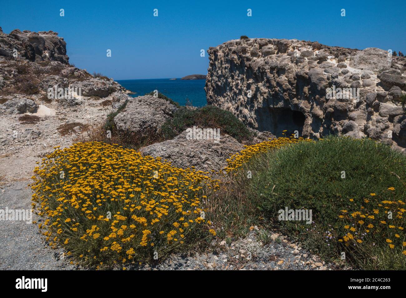 Luxury yellow flowers hi-res stock photography and images - Alamy