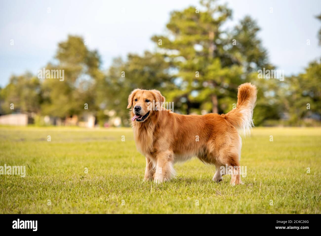 Golden Retriever Dog standing in a field at a park waiting for ball ...