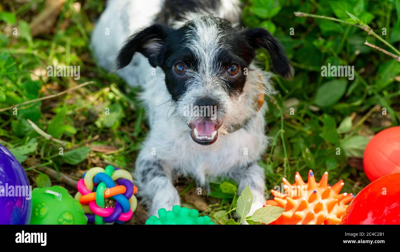 A Cute Scruffy Dog is Playing With His Toys Outside Stock Photo - Alamy