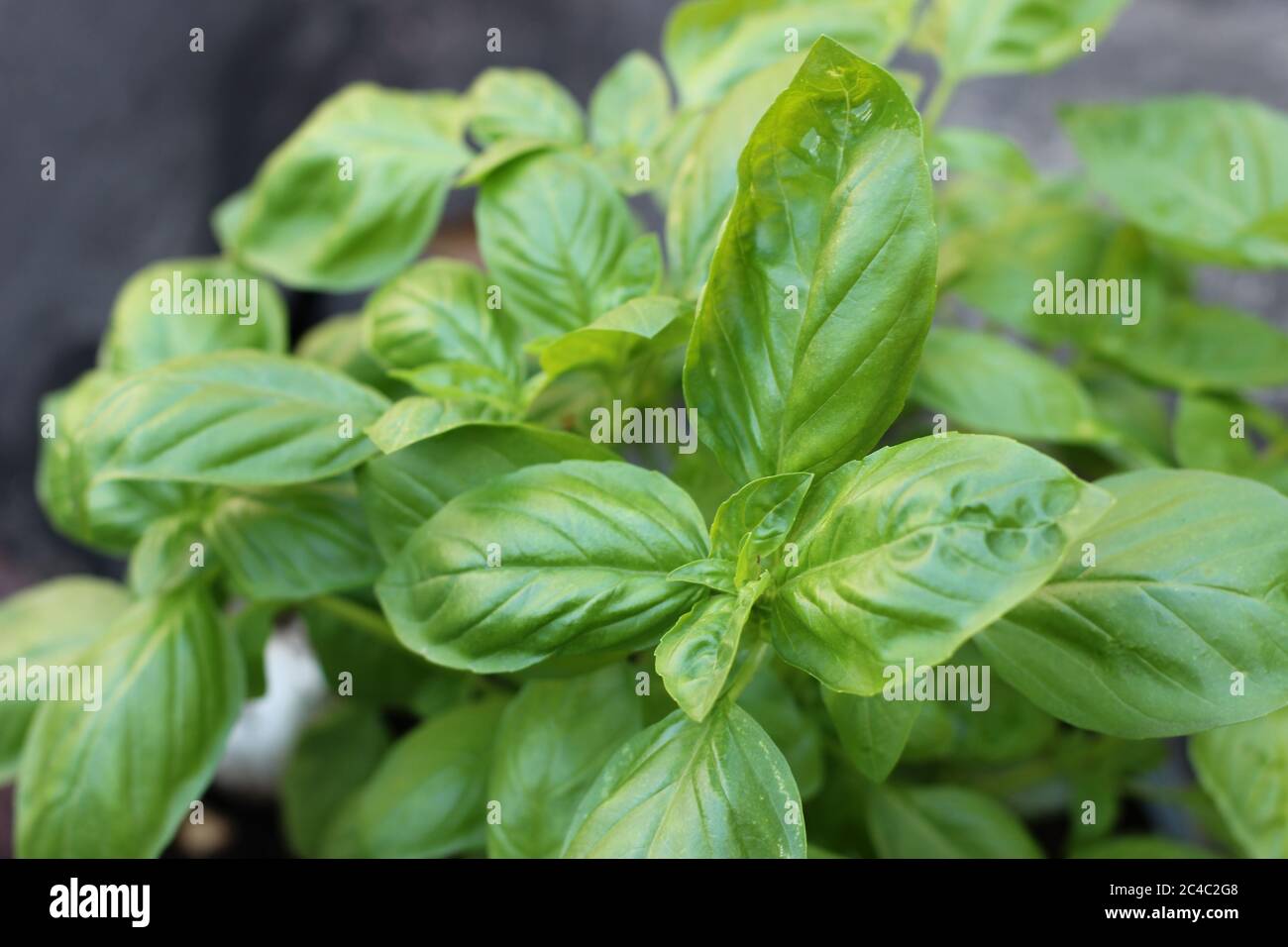 healthy basil leafs in plant Stock Photo - Alamy