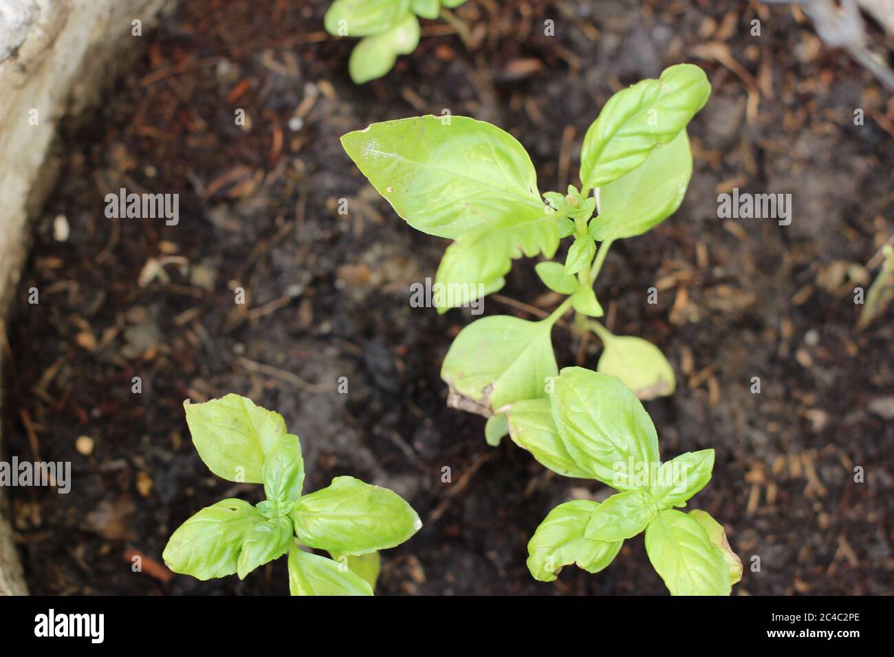 healthy basil leafs in plant Stock Photo - Alamy