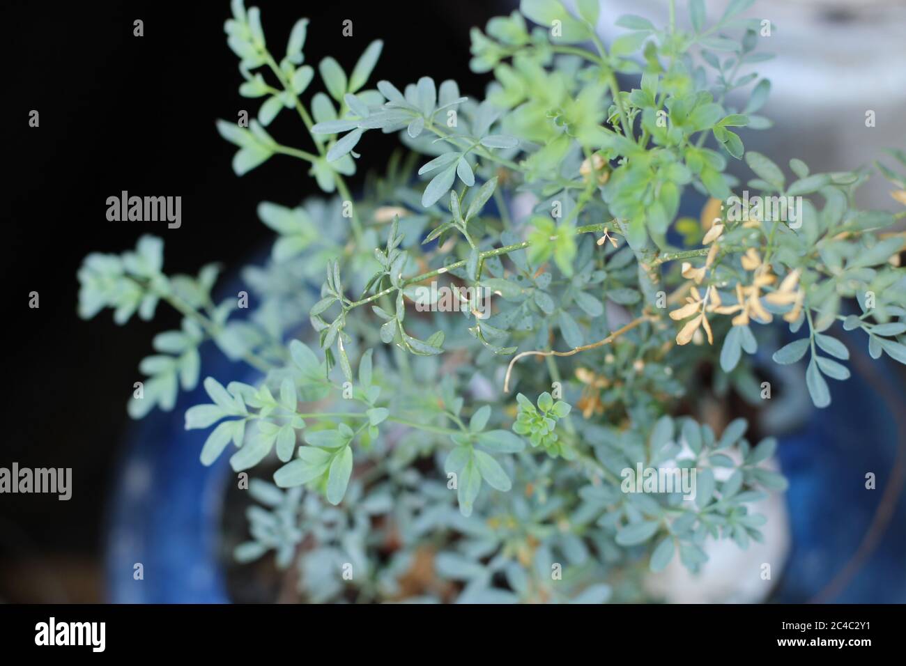 Cute leaf hi-res stock photography and images - Alamy