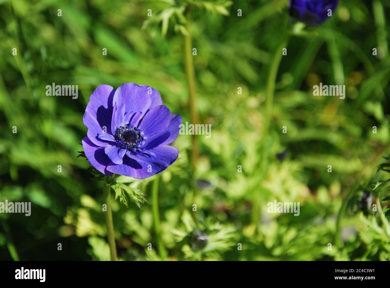 Little blue flower Stock Photo - Alamy