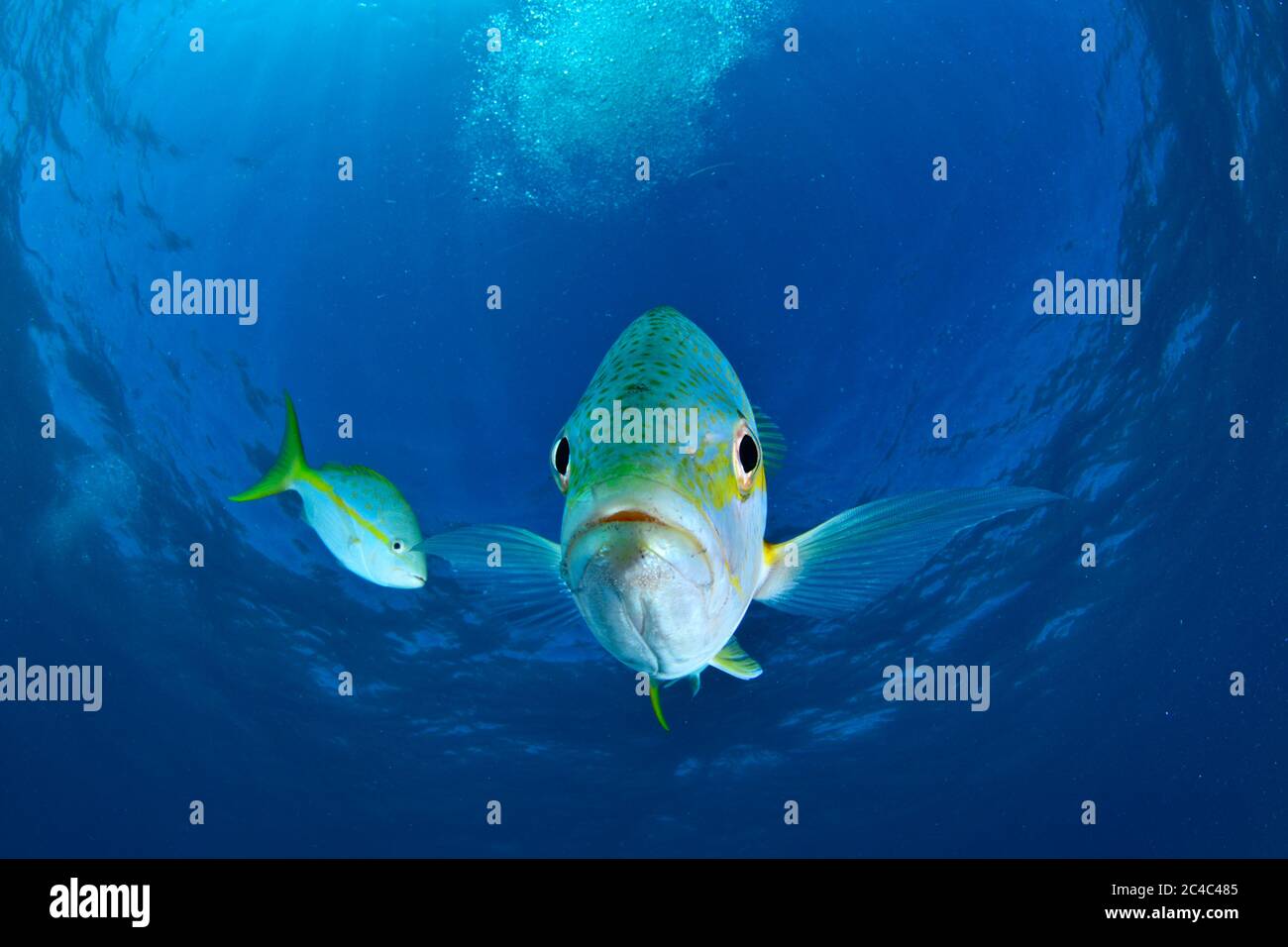 Cute and curious fish looking into the lens Stock Photo - Alamy