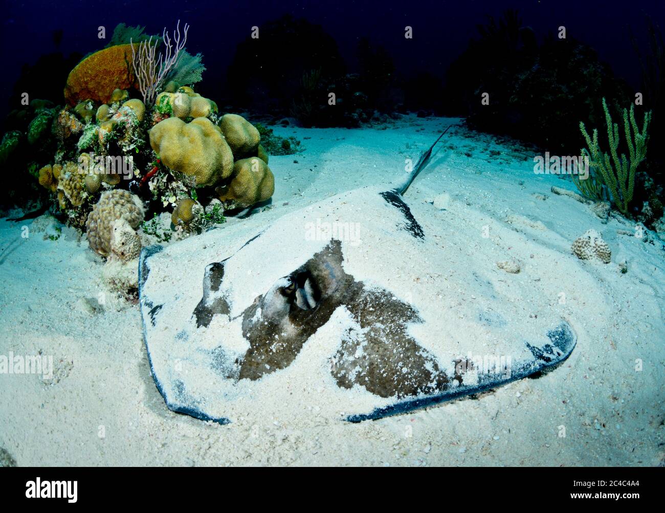 Stingray without tail hi-res stock photography and images - Alamy