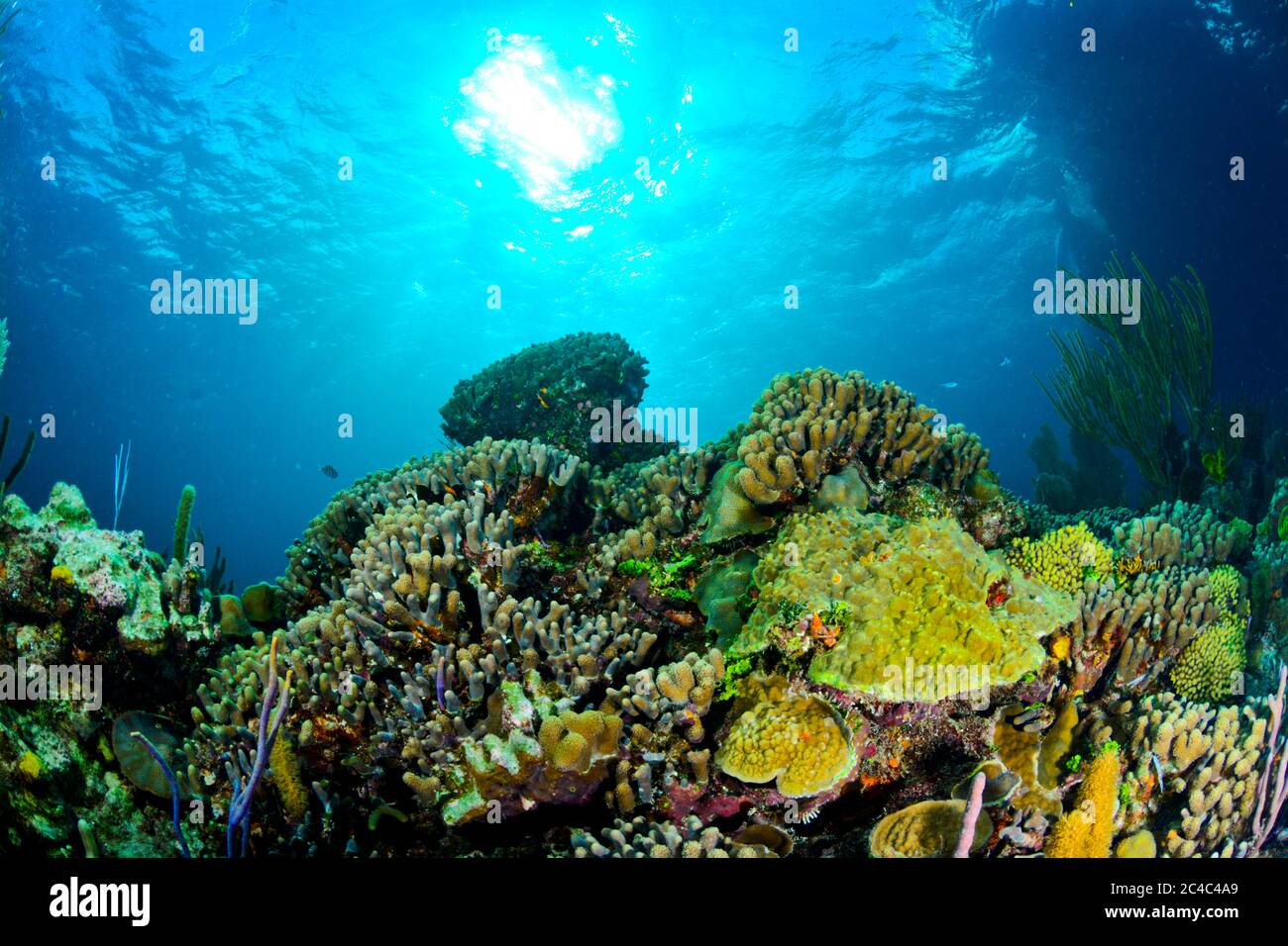 Yellow coral reef with sun in the back Stock Photo - Alamy