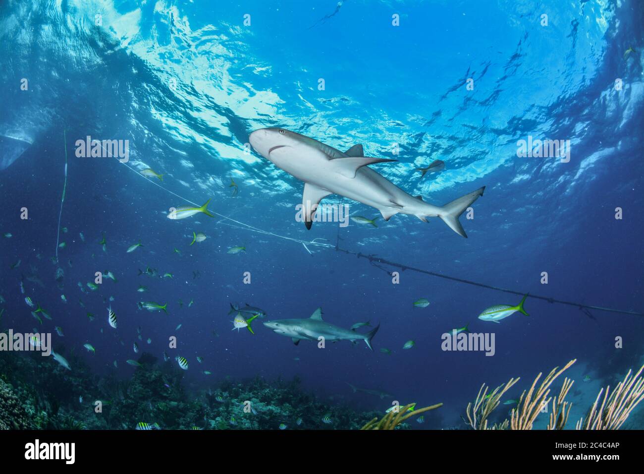 Caribbean Reef Sharks over coral reef Stock Photo - Alamy