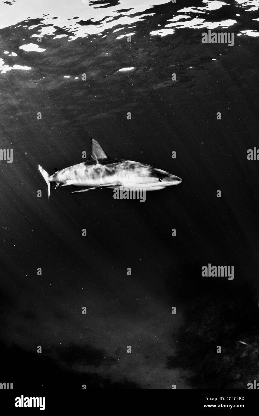 Big sharks Black and White Stock Photos & Images - Alamy
