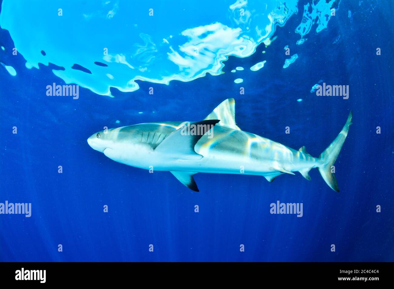 Reef shark swimming in the blue with sunlight in the back Stock Photo ...