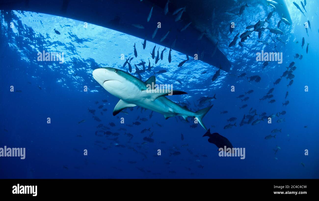 Shark Under The Boat High Resolution Stock Photography and Images - Alamy