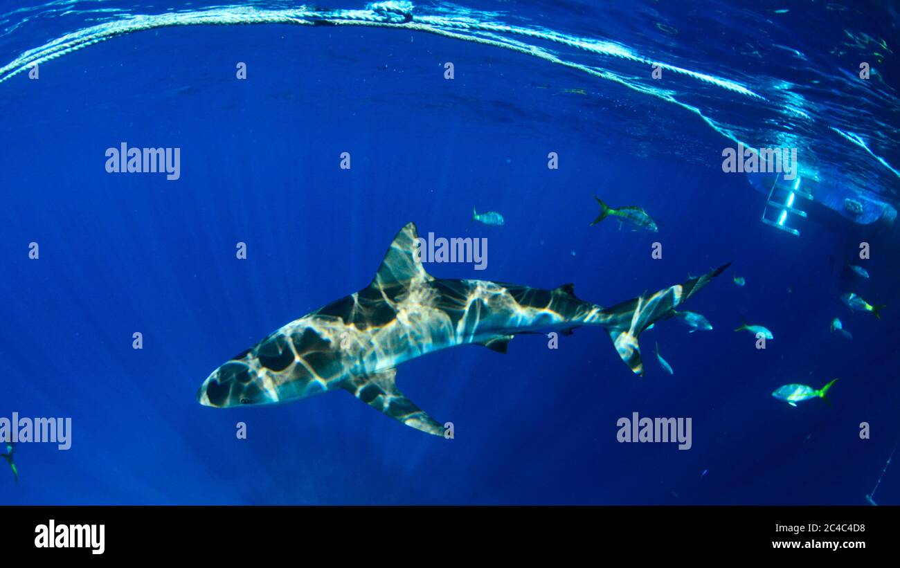 Sharks selachimorpha hi-res stock photography and images - Alamy