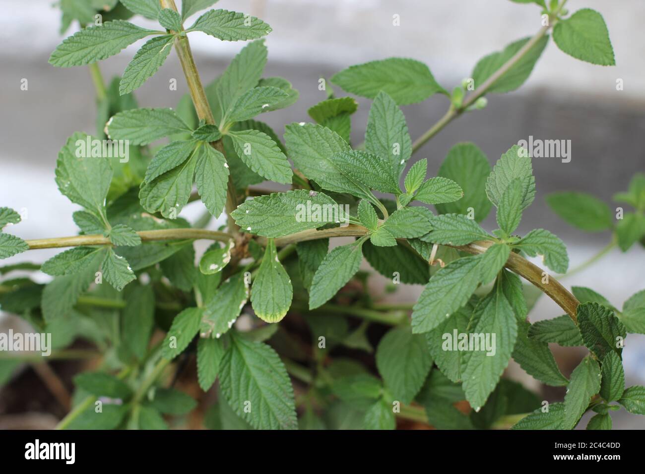 Lippia hi-res stock photography and images - Alamy