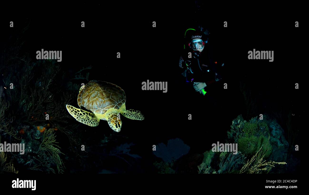 Free dive turtle hi-res stock photography and images - Alamy